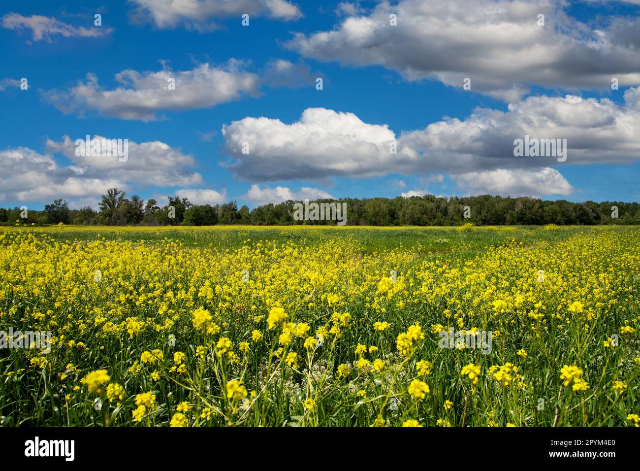Yellow flowers field landscape with clouds sky and spring weather Stock ...