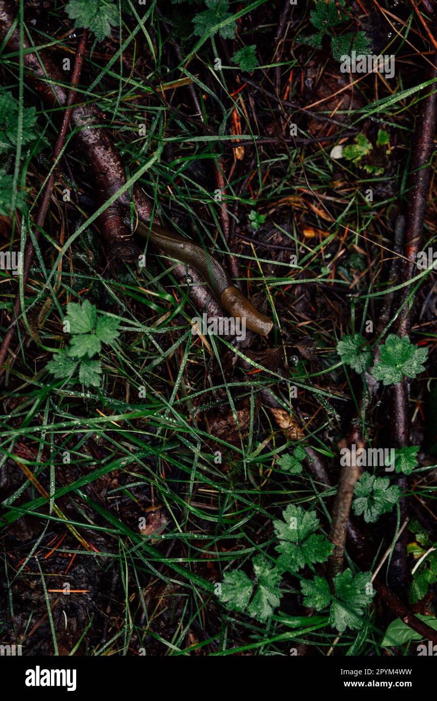 brown slug on Pacific Northwest forest floor with grass Stock Photo - Alamy