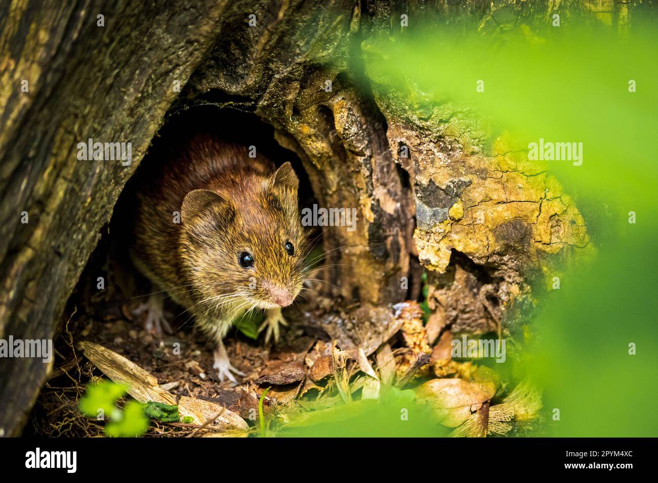 Peering from its den hi-res stock photography and images - Alamy