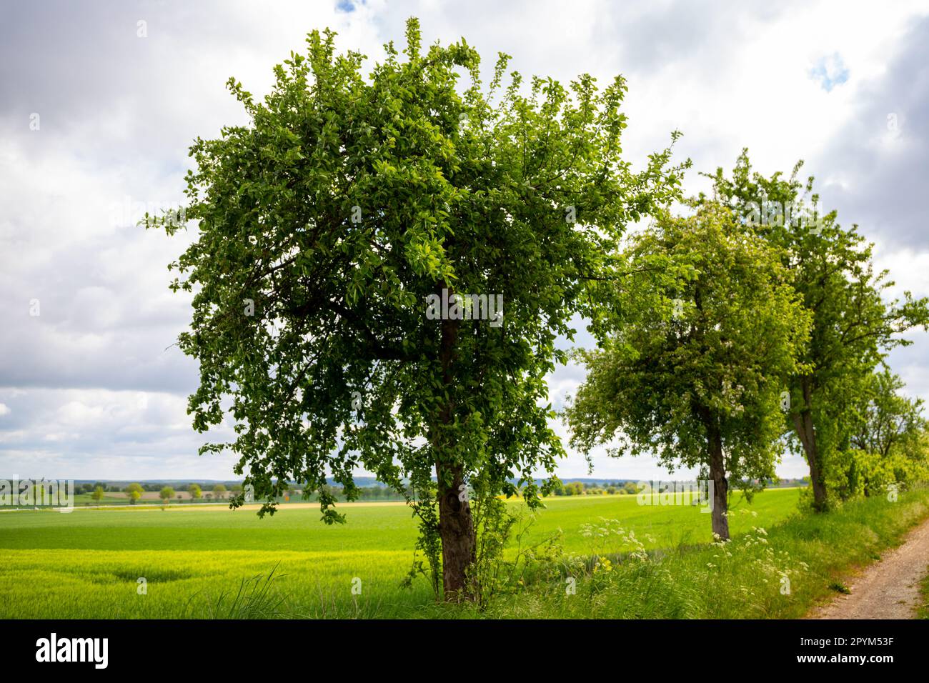 Field way at an Agra field with trees Stock Photo - Alamy
