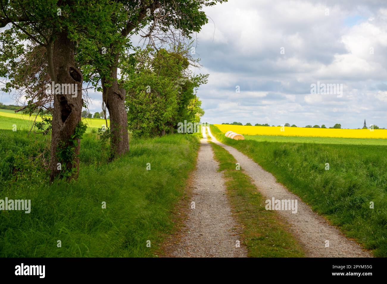 Field way at an Agra field with trees Stock Photo - Alamy