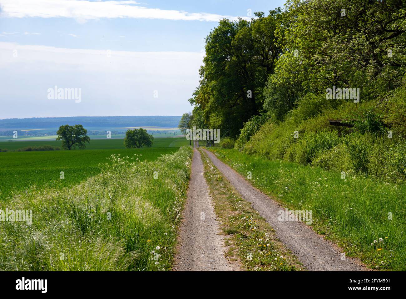 Field way at an Agra field with trees Stock Photo - Alamy
