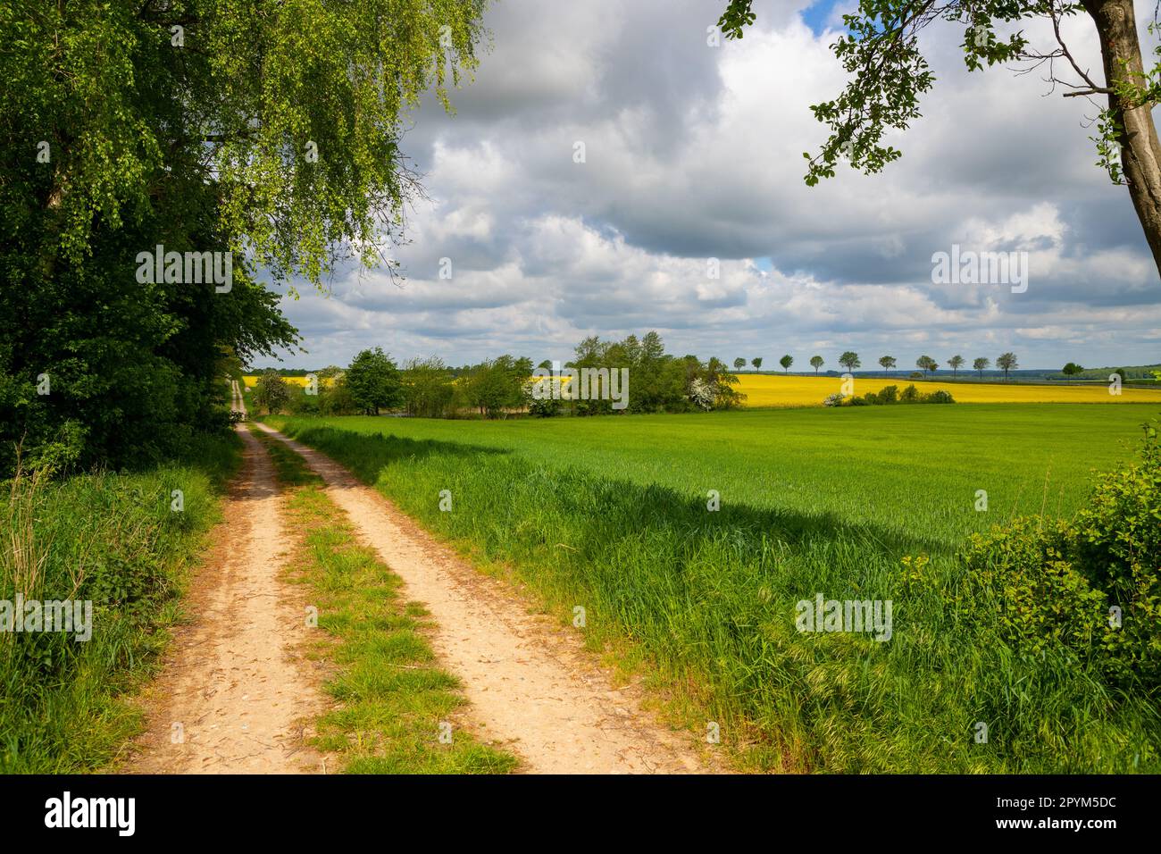 Field way at an Agra field with trees Stock Photo - Alamy