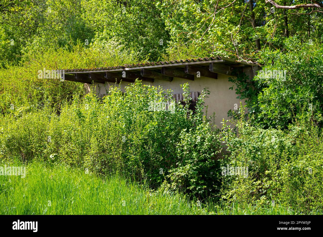 an old hut hidden in the thicket and overgrown Stock Photo - Alamy