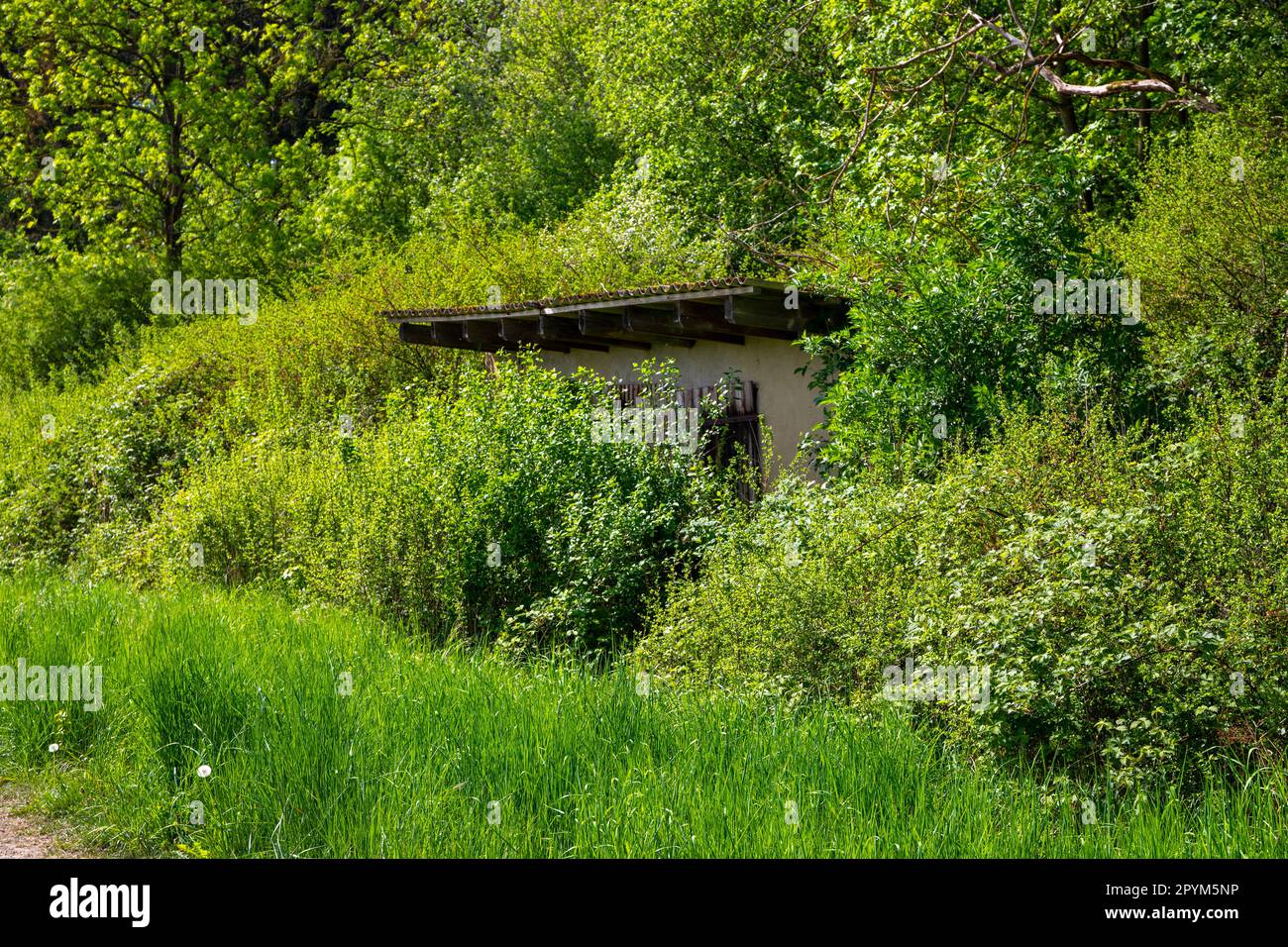 an old hut hidden in the thicket and overgrown Stock Photo - Alamy