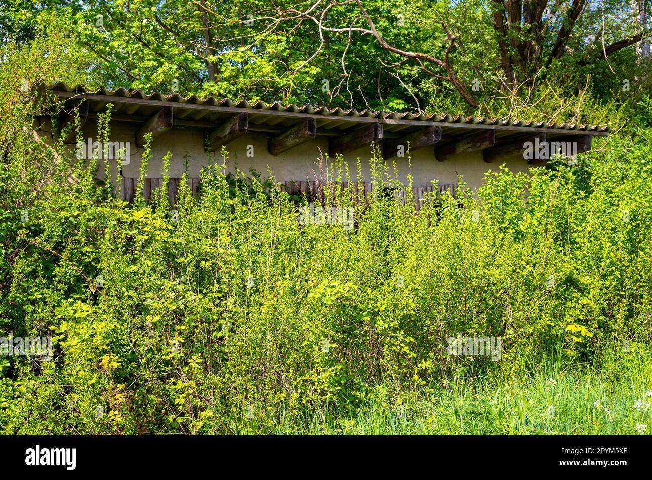 an old hut hidden in the thicket and overgrown Stock Photo - Alamy