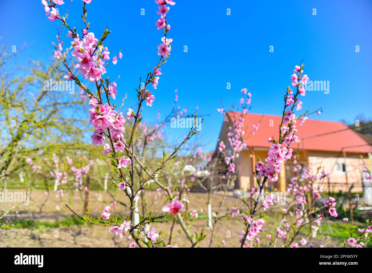 Spring flowering fruit trees in the garden. Spring garden with ...