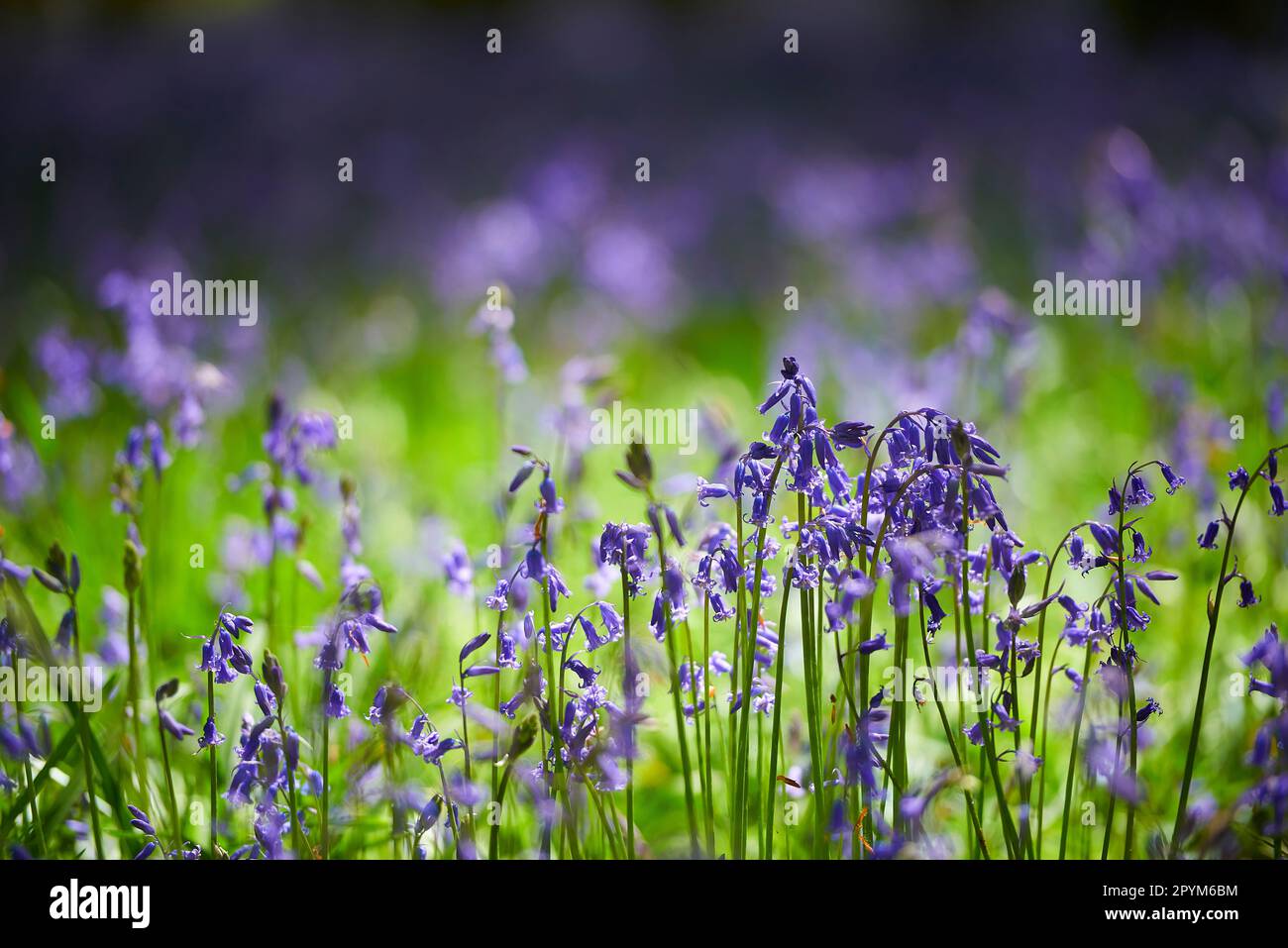 Walking spring flowers hi-res stock photography and images - Alamy