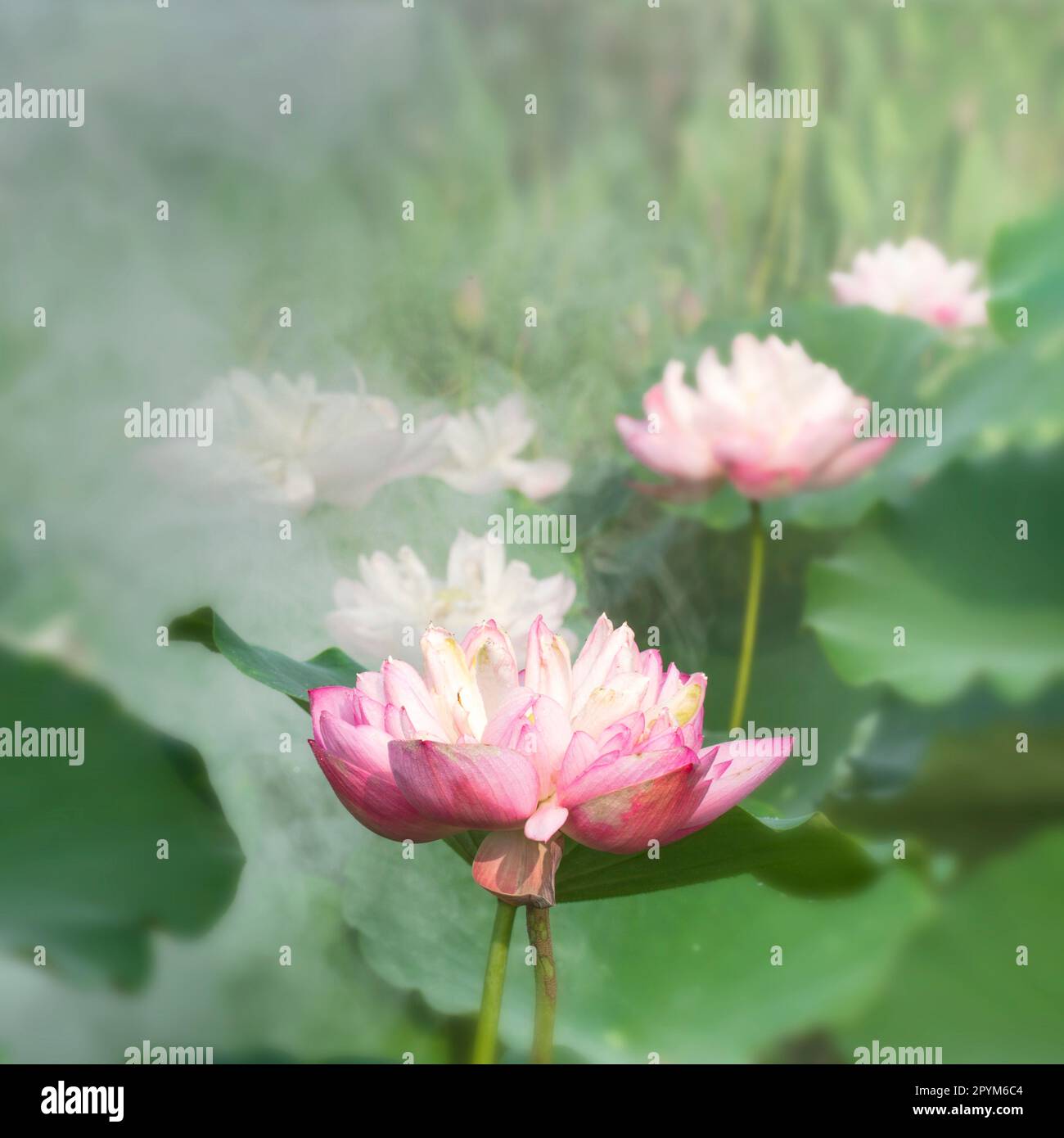 Lotus flower in mist in the morning, close-up of lotus flower, water ...