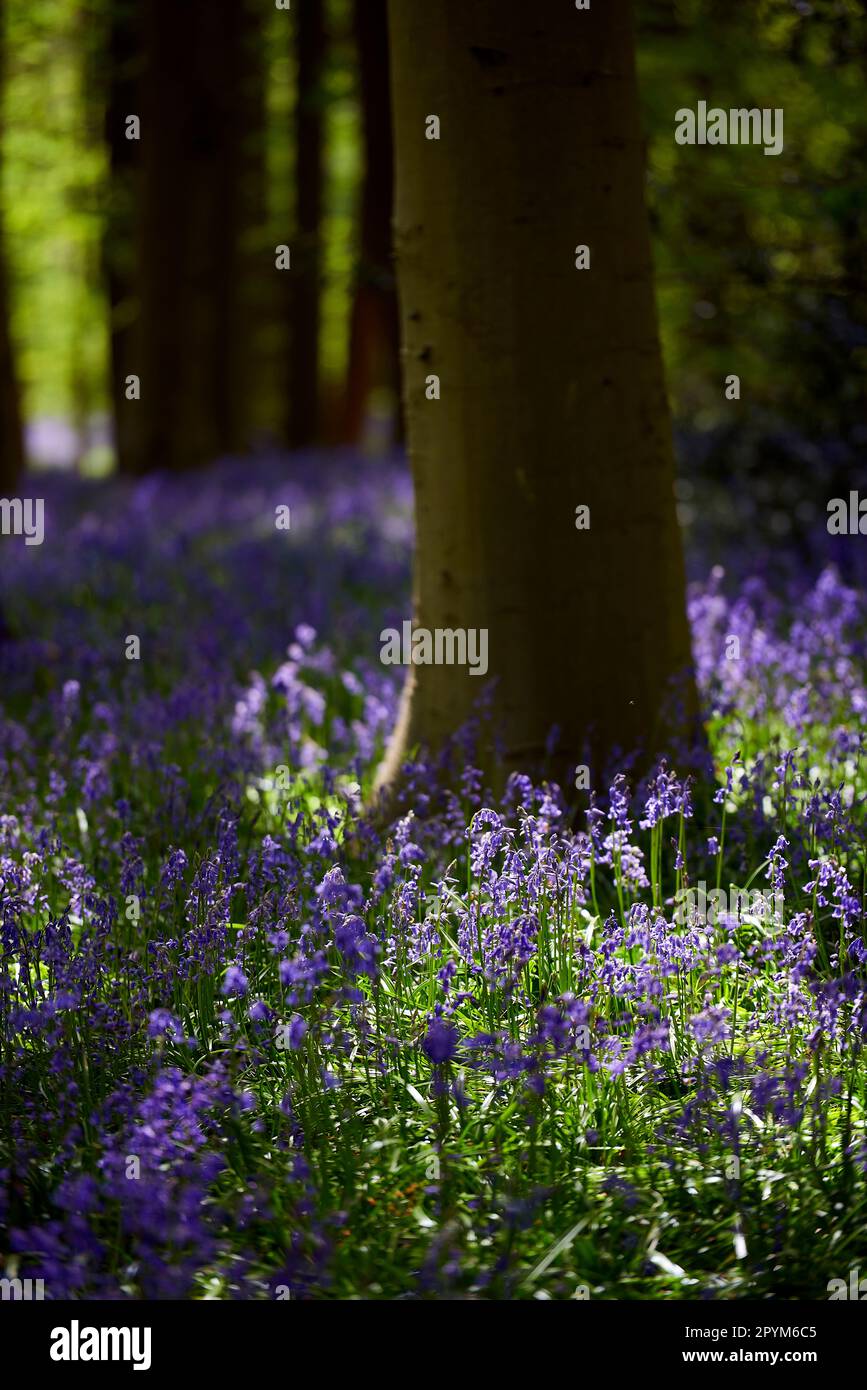 Spring in the woods Stock Photo - Alamy