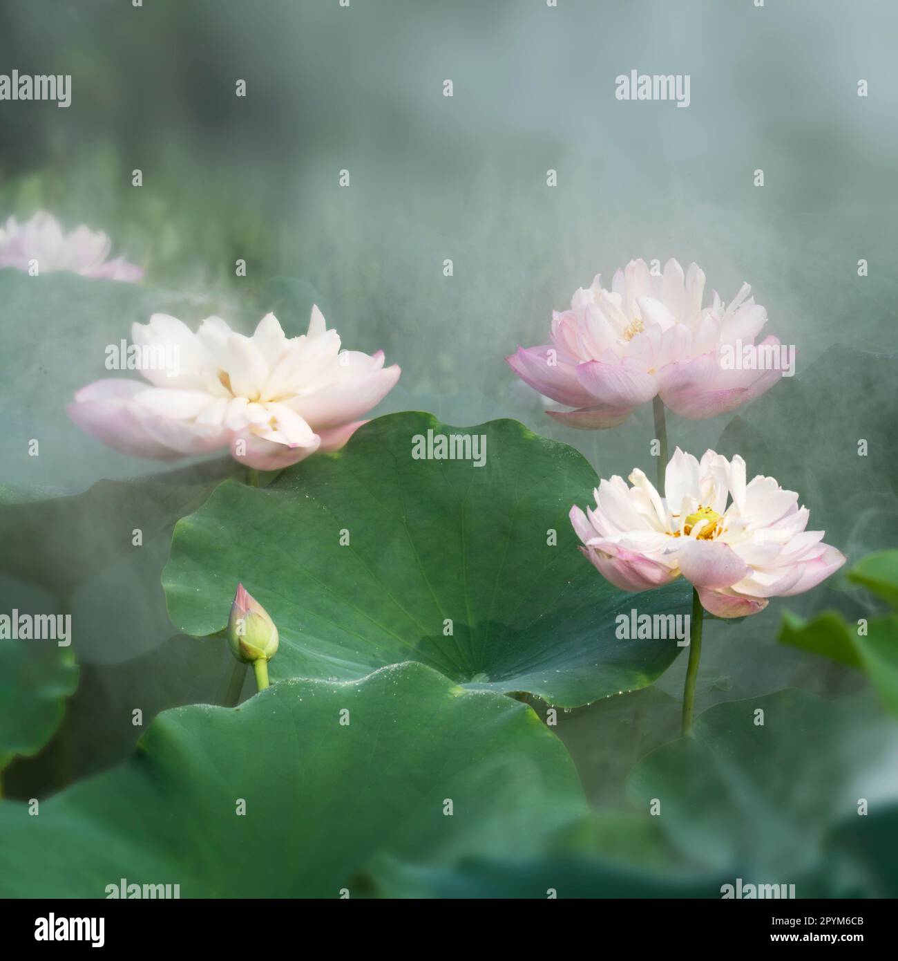 Lotus flower in mist in the morning, close-up of lotus flower, water ...