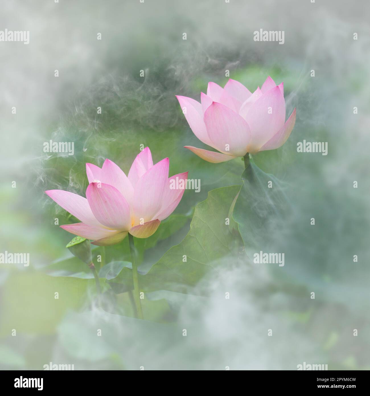 Lotus flower in mist in the morning, close-up of lotus flower, water ...