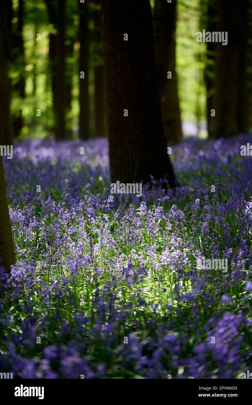 Walking spring flowers hi-res stock photography and images - Alamy