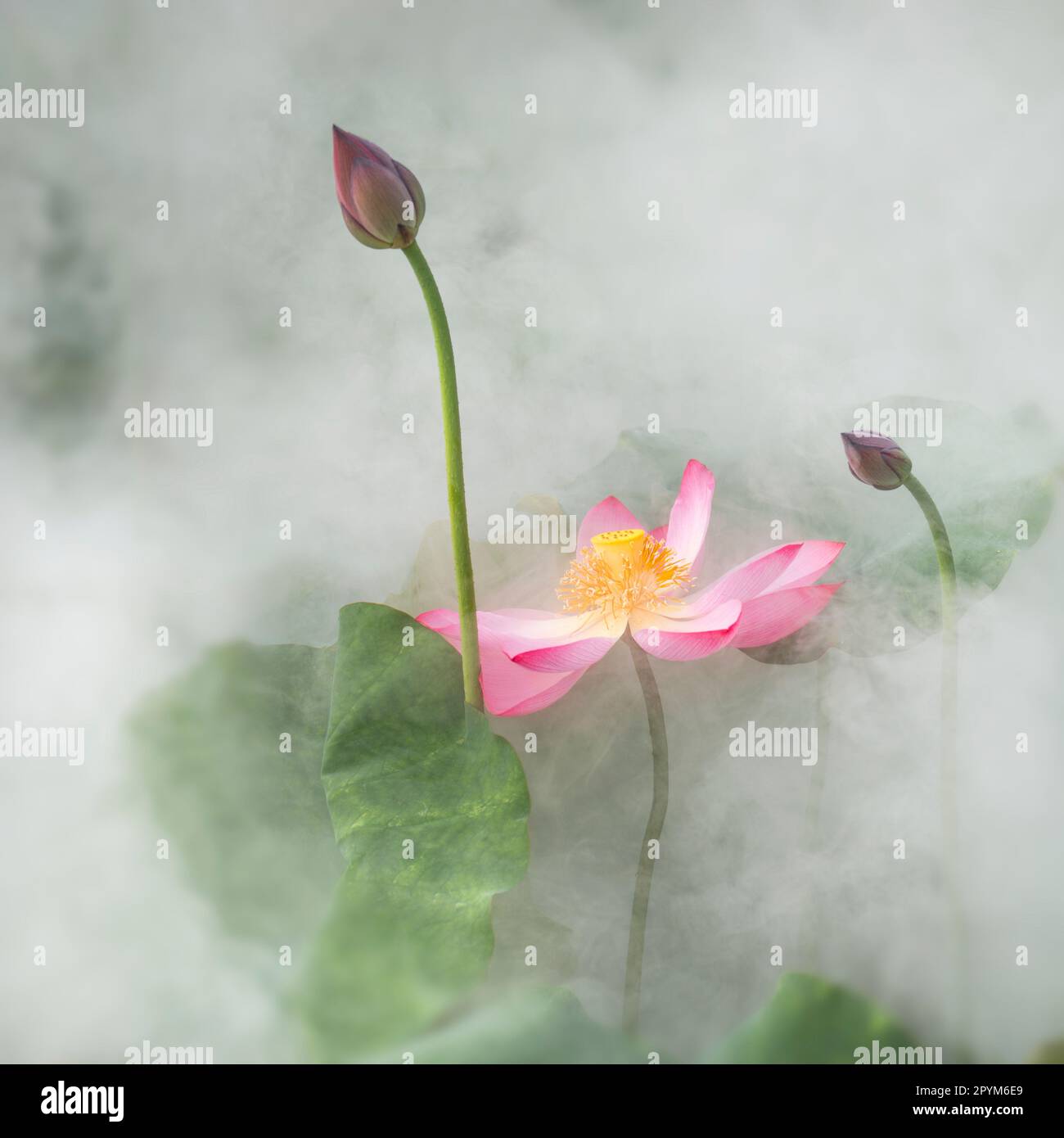 Lotus flower in mist in the morning, close-up of lotus flower, water ...