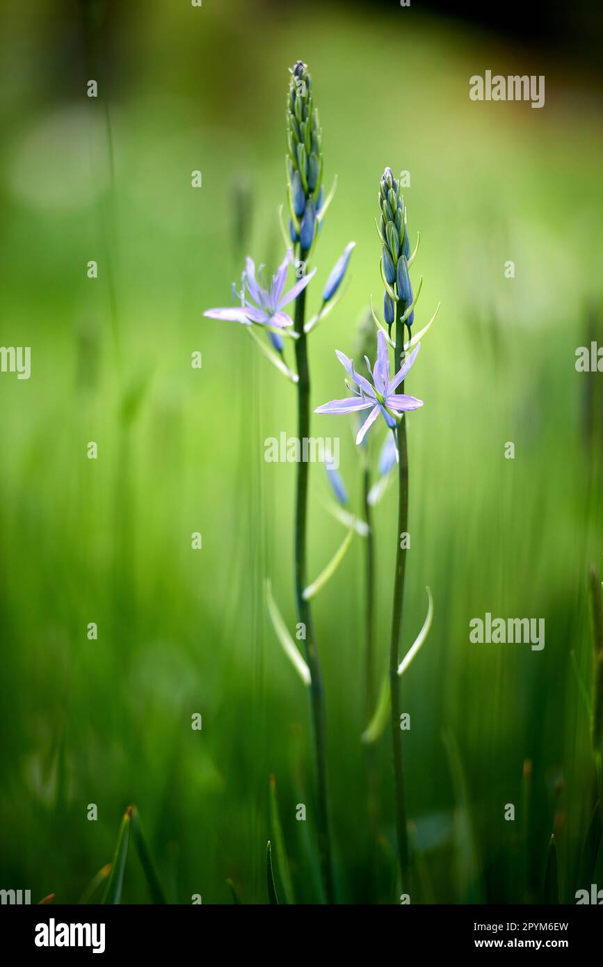 Walking spring flowers hi-res stock photography and images - Alamy
