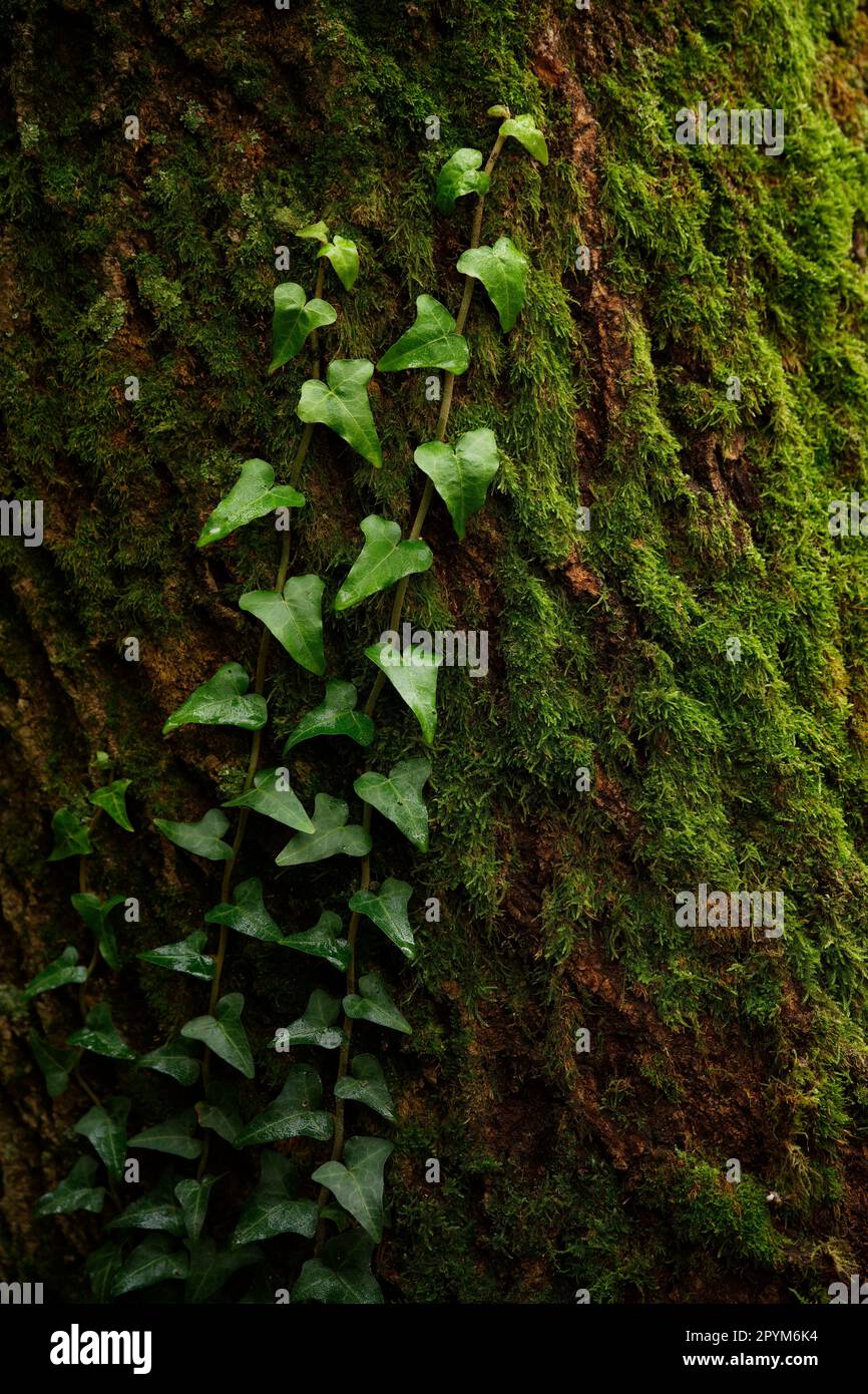 A closeup shot of ivy growing at the base of a tree with a moss-covered ...