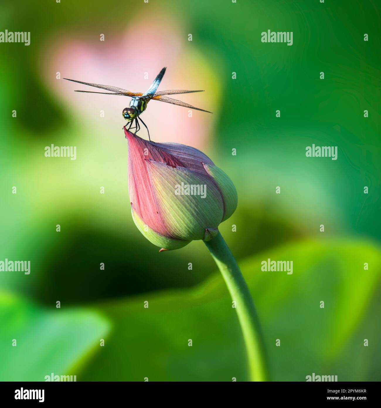 Dragonfly resting on lotus flower, unopened lotus flower, lotus leaf ...