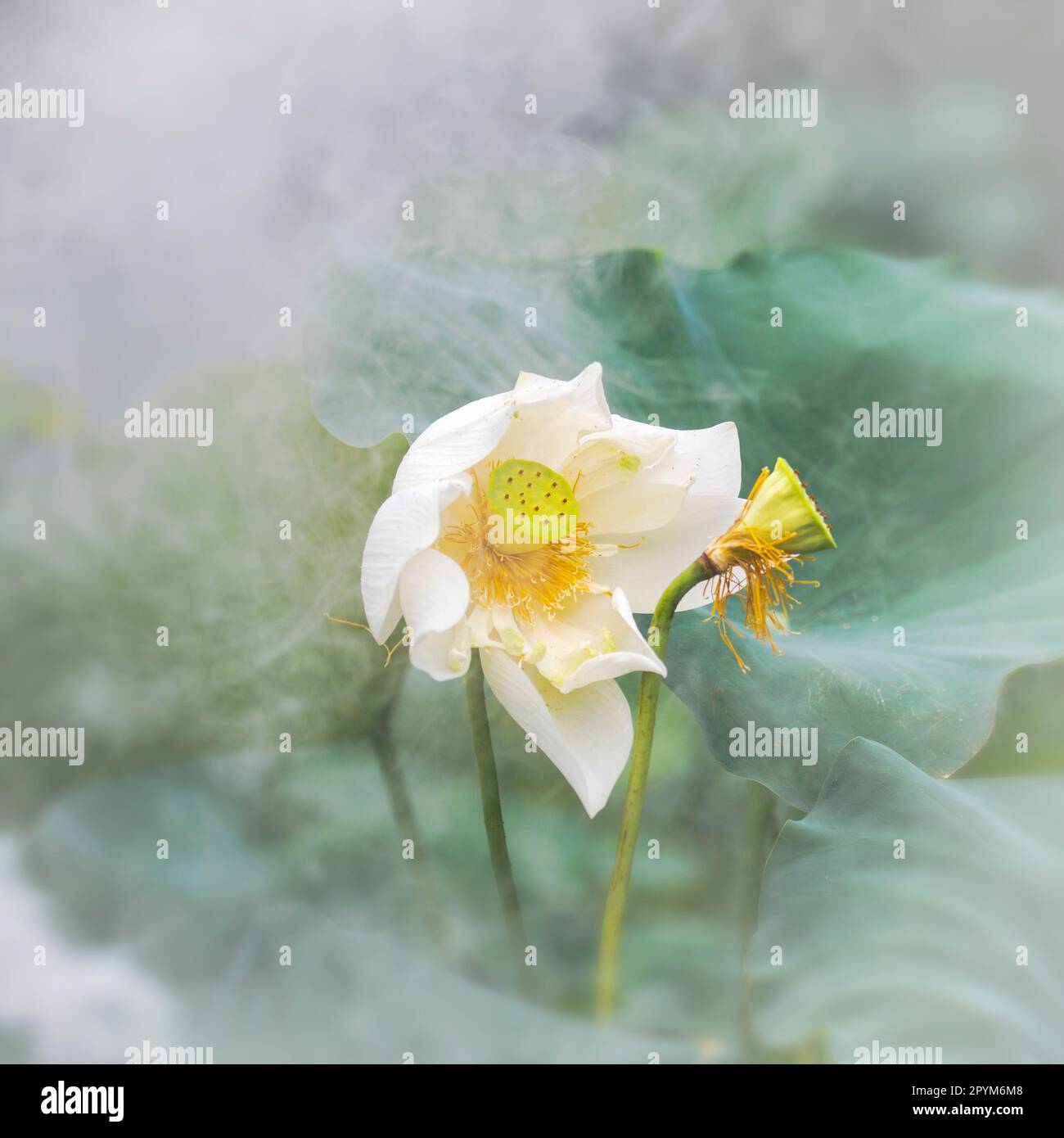 Lotus flower in mist in the morning, close-up of lotus flower, water ...