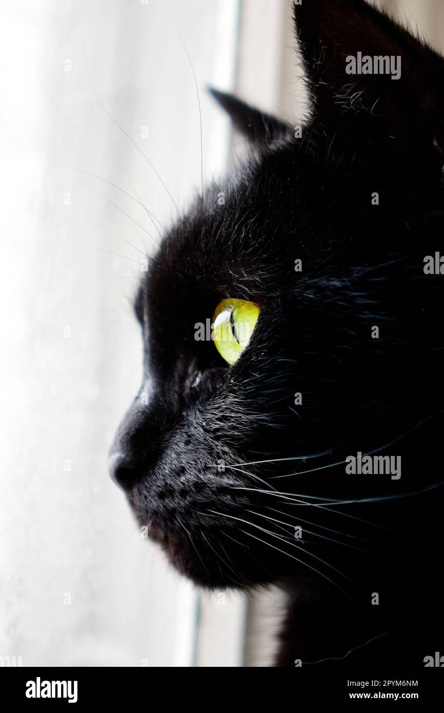A black cat's profile against a white background Stock Photo - Alamy