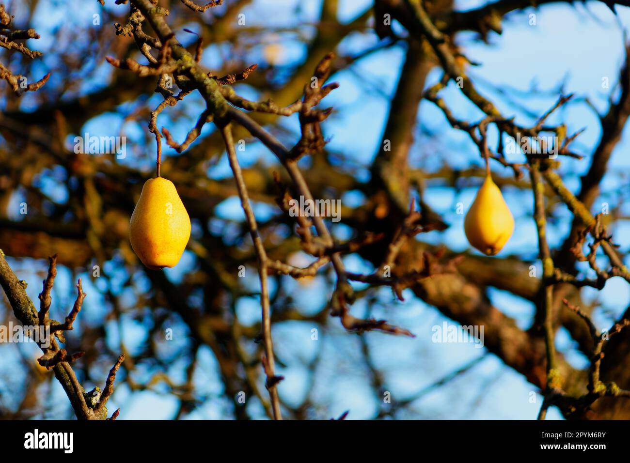 The yellow-colored pears hanging from the branches of a tree Stock ...