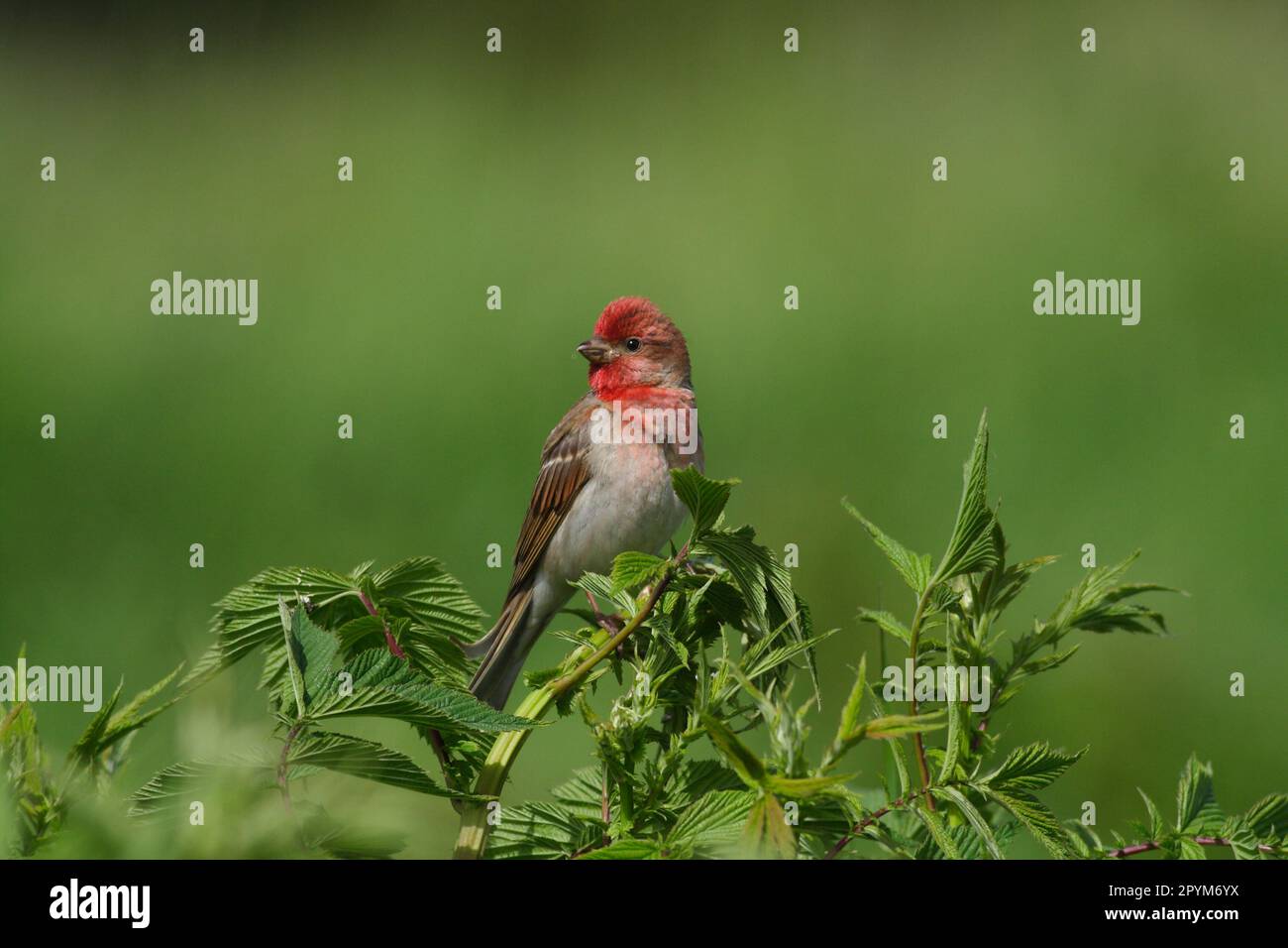 The common rosefinch Carpodacus erythrinus or scarlet rosefinch is the ...