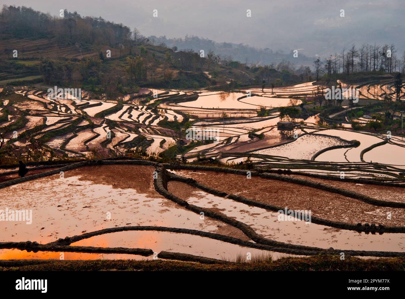 Unseeded terraced fields with rich layers and irrigated by water Stock ...