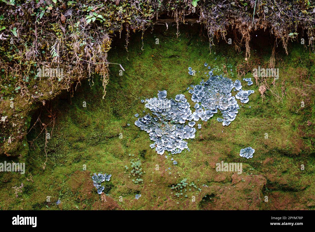 Blue Fungi and Green Moss Background Stock Photo - Alamy