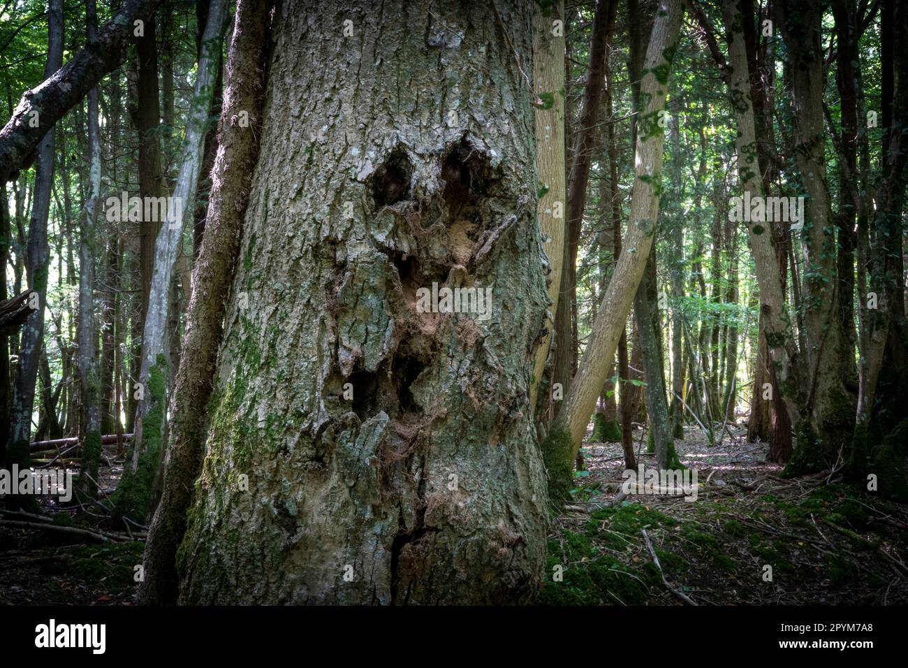 Uncanny forest hi-res stock photography and images - Alamy