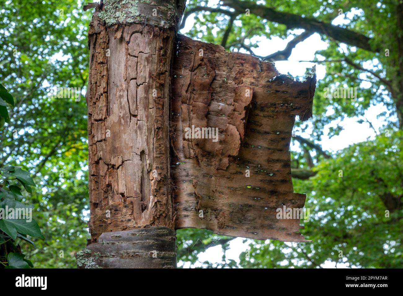 Shrivel shriveled hi-res stock photography and images - Alamy