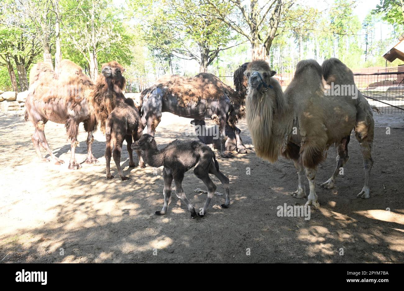 Three bactrian camels seen in hi-res stock photography and images - Alamy