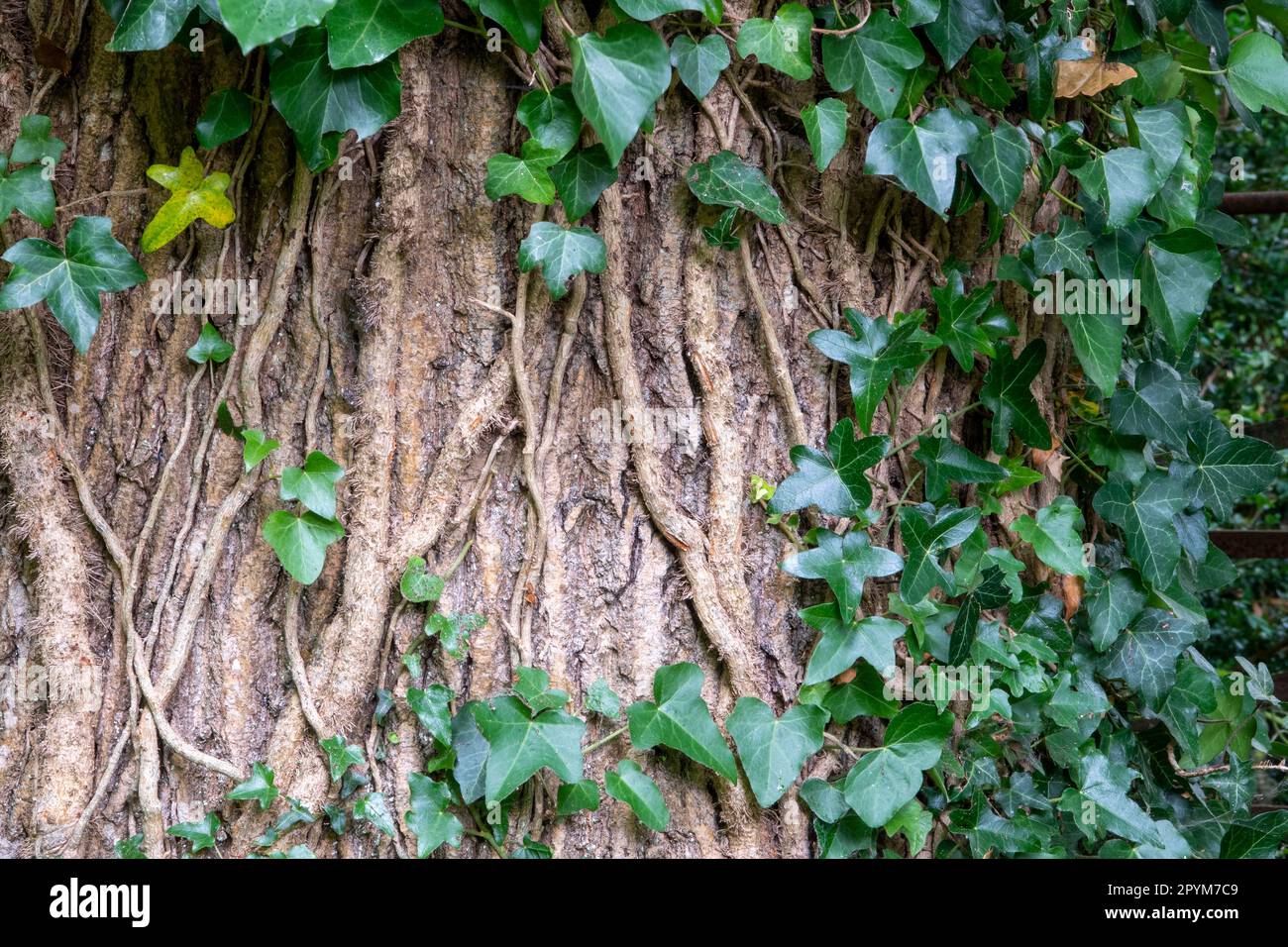 Close up of ivy stems smothering a tree tree Stock Photo - Alamy