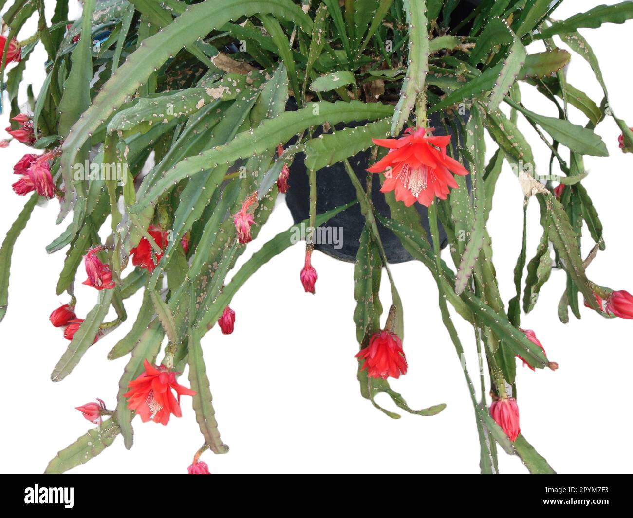 Orchid cactus plant hi-res stock photography and images - Alamy