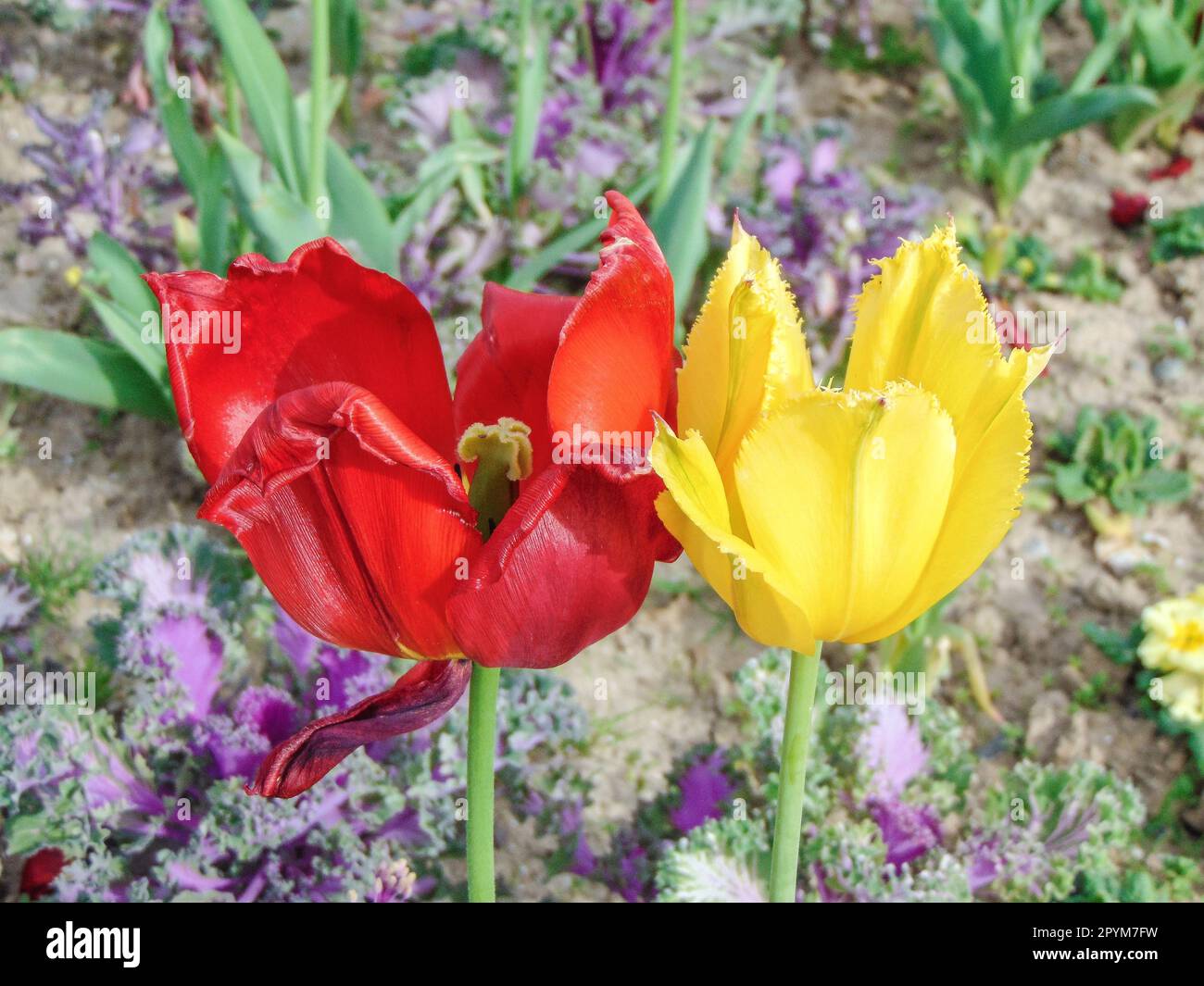Red beautiful tulip one hi-res stock photography and images - Alamy