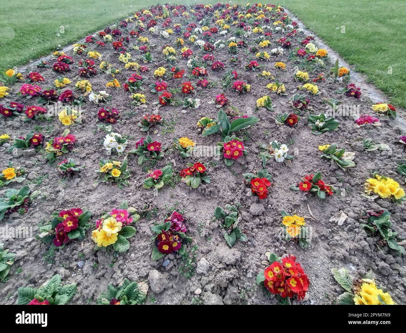Primrose flowers in the park - Primula Polyantha Stock Photo - Alamy