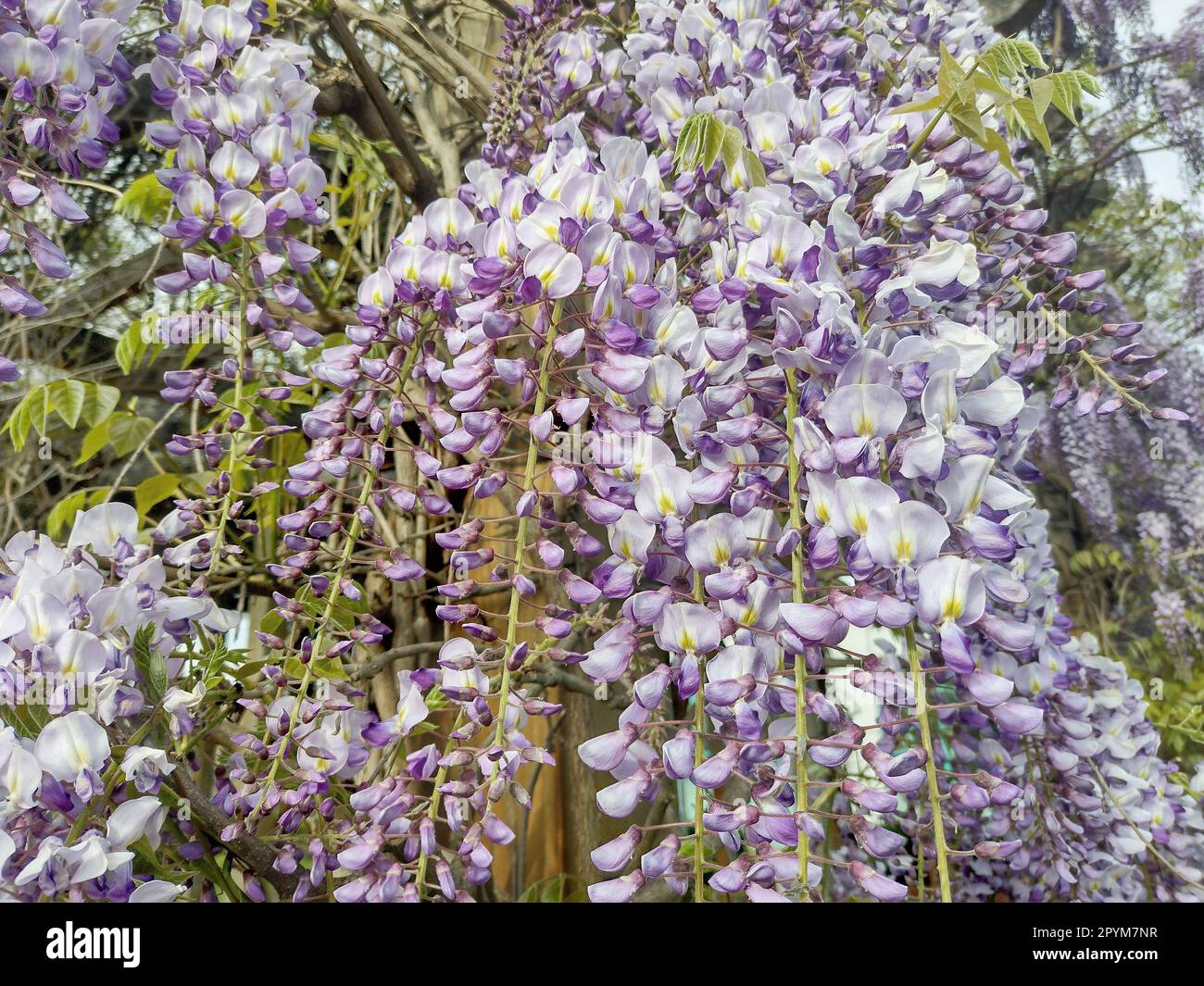 Japanese wisteria in the spring. Wisteria floribunda Stock Photo - Alamy