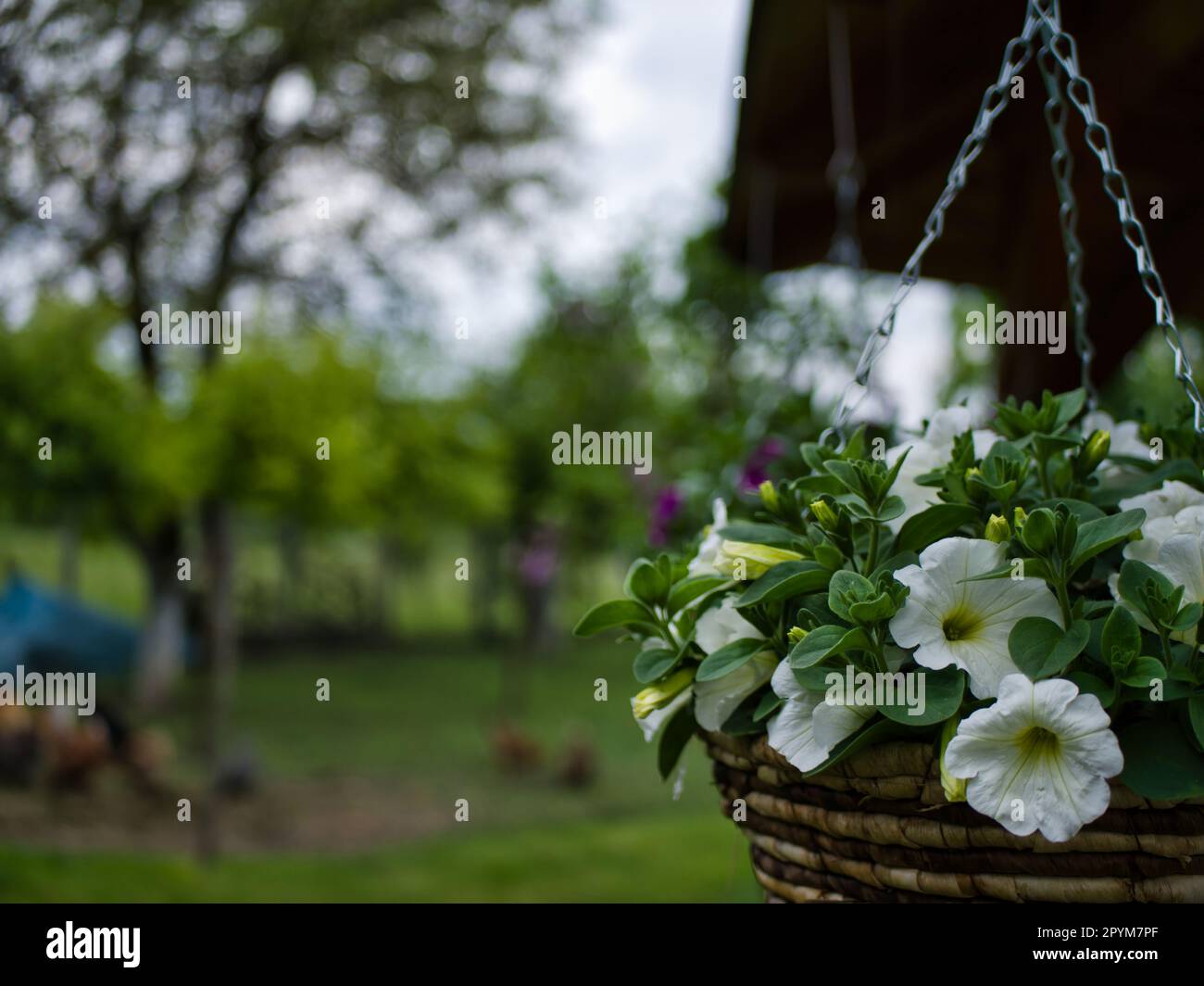 beautiful garden flowers Stock Photo - Alamy