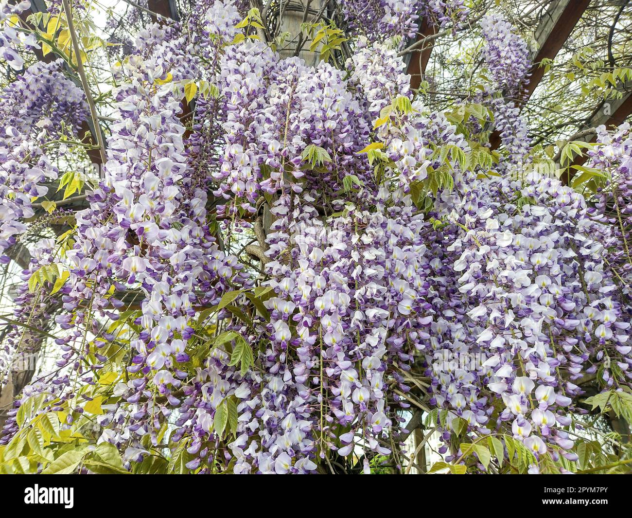 Japanese wisteria in the spring. Wisteria floribunda Stock Photo - Alamy
