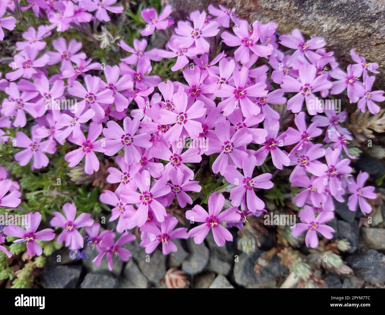 Moss phlox flowers. Phlox subulata Stock Photo - Alamy