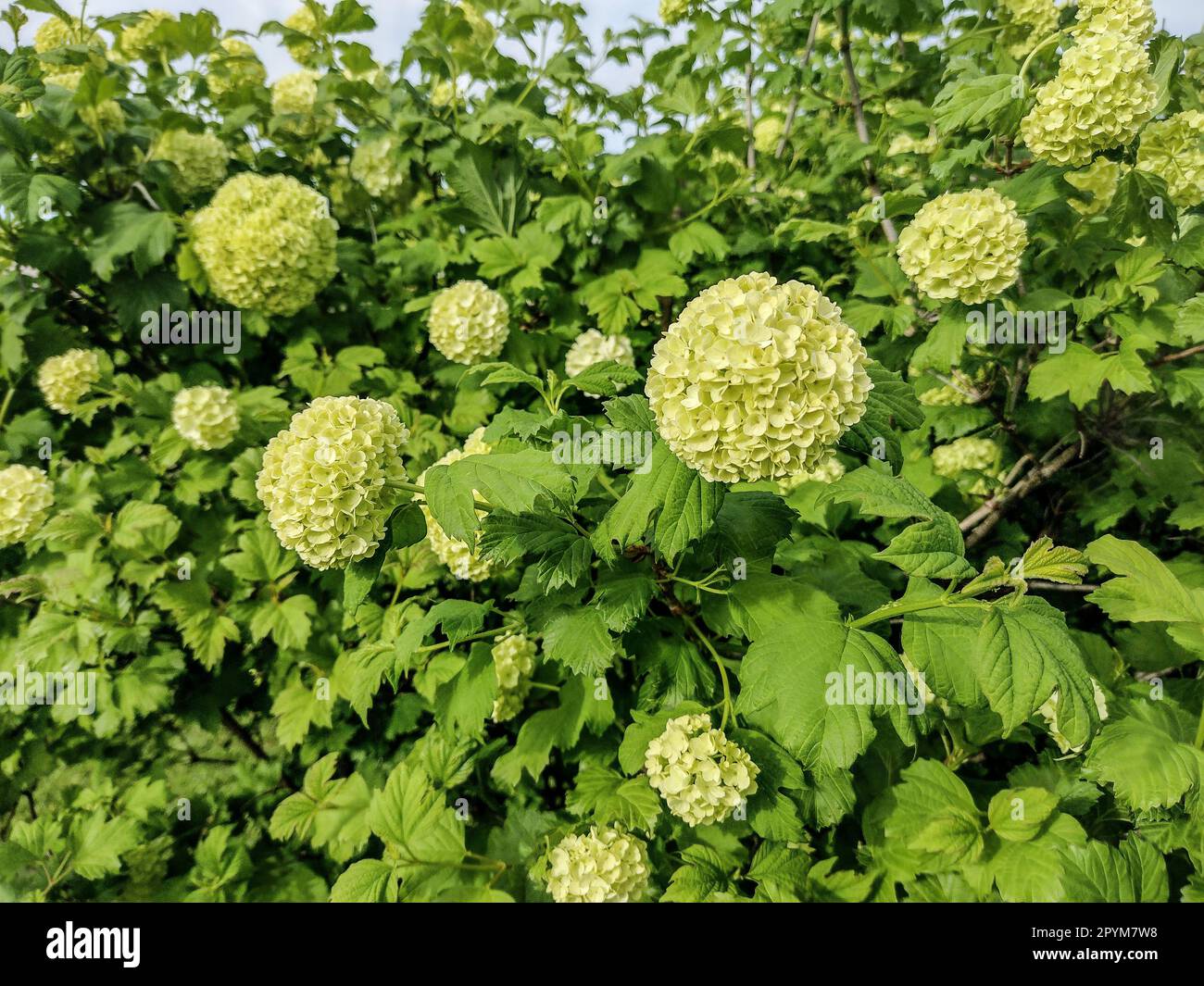 Viburnum chinese snowball hi-res stock photography and images - Alamy
