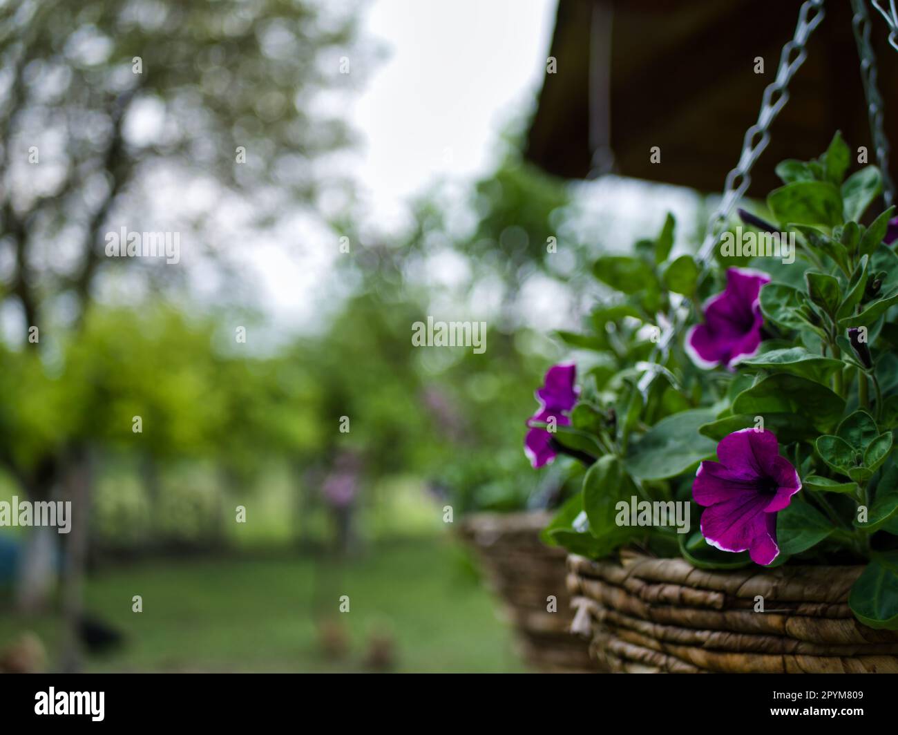 beautiful garden flowers Stock Photo - Alamy