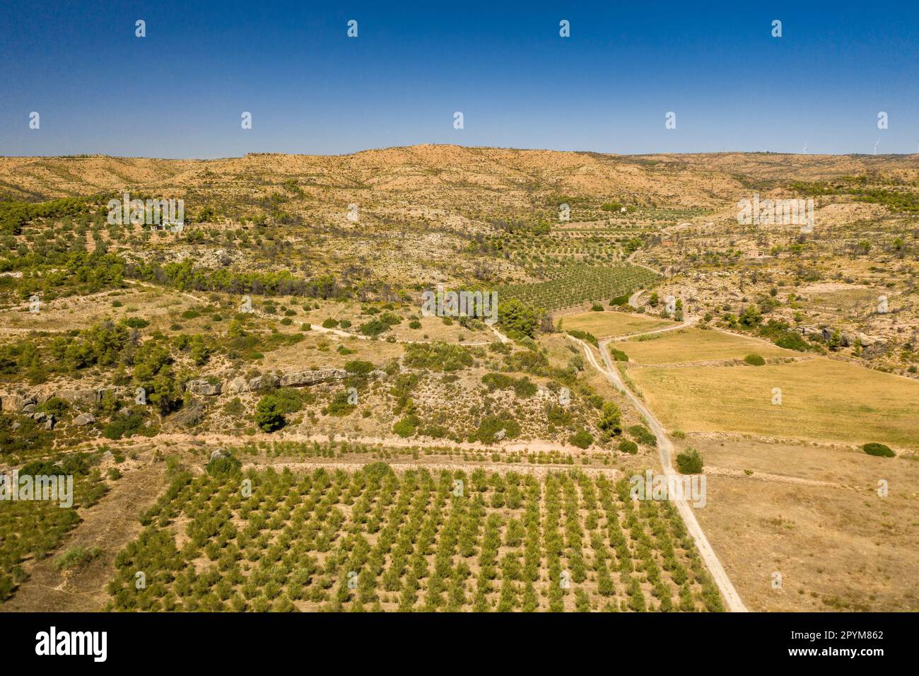 Aerial view of olive trees planted in the area deserted by the Ribera d ...