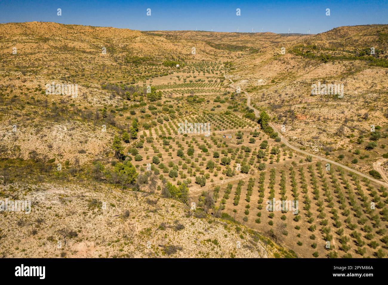 Aerial view of olive trees planted in the area deserted by the Ribera d ...