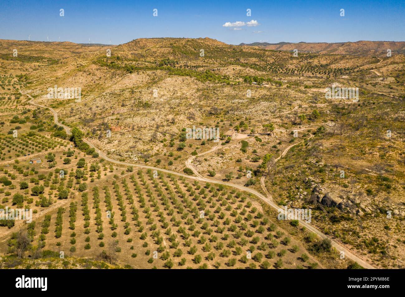 Aerial view of olive trees planted in the area deserted by the Ribera d ...