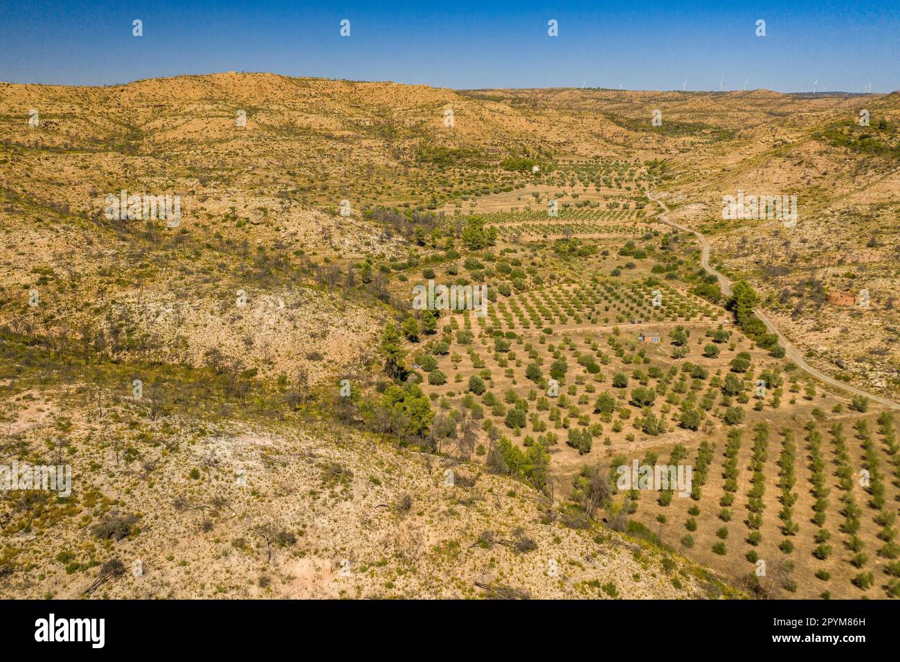 Aerial view of olive trees planted in the area deserted by the Ribera d ...