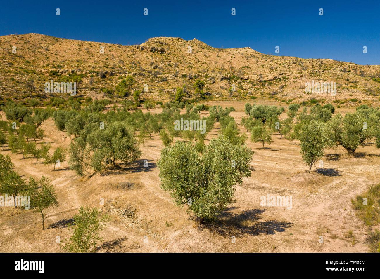 Aerial view of olive trees planted in the area deserted by the Ribera d ...
