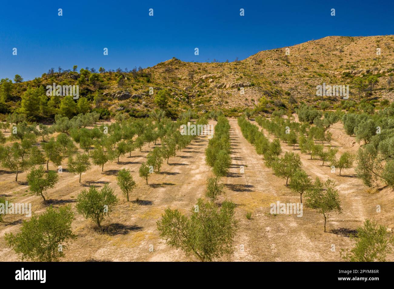 Aerial view of olive trees planted in the area deserted by the Ribera d ...