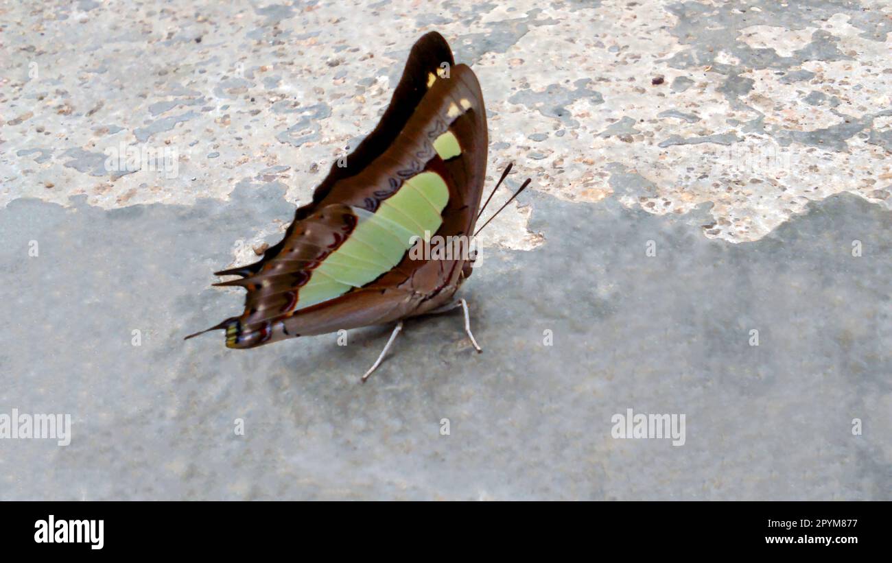 A Common Nawab butterfly Stock Photo - Alamy