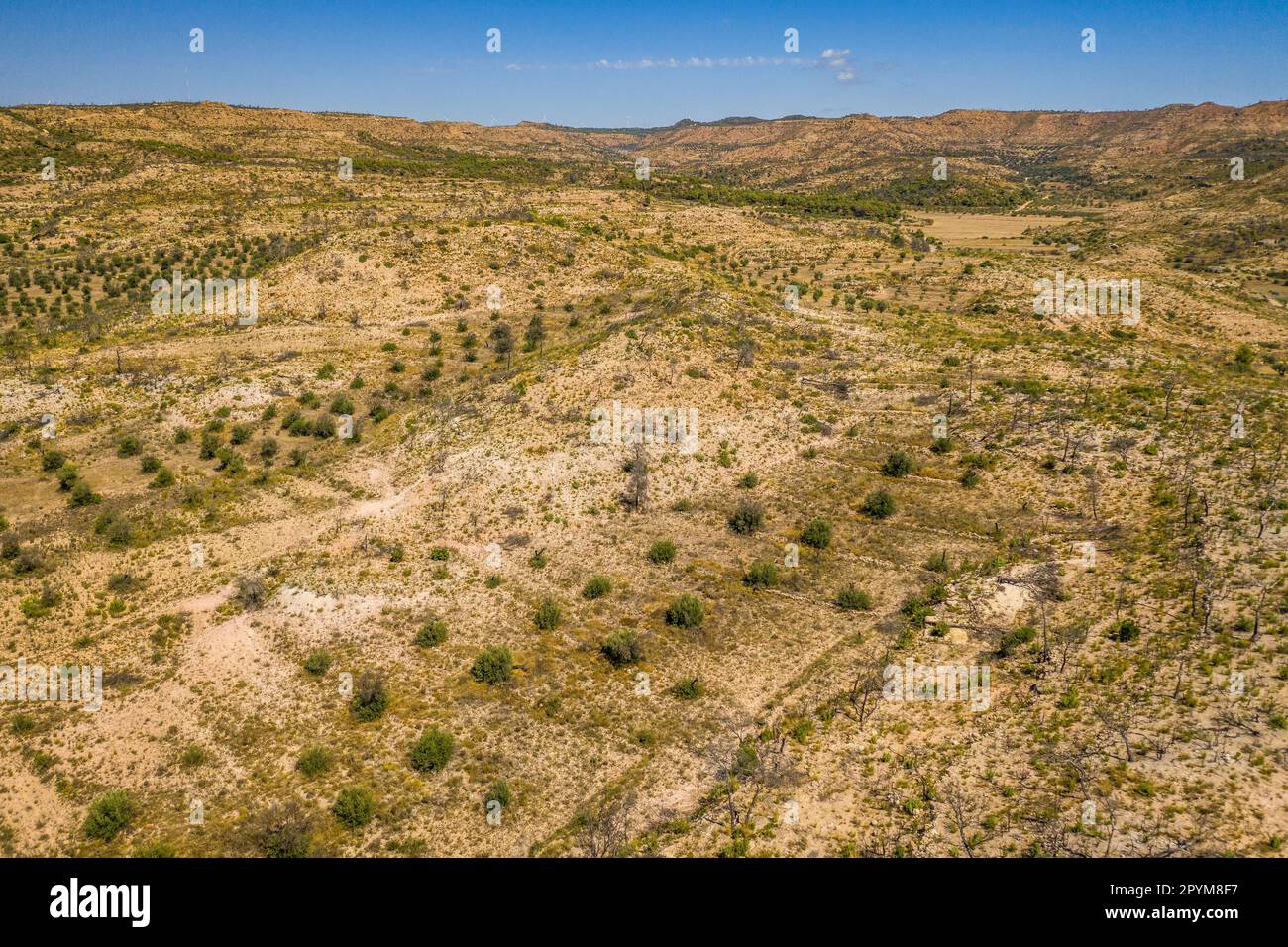 Aerial view of olive trees planted in the area deserted by the Ribera d ...