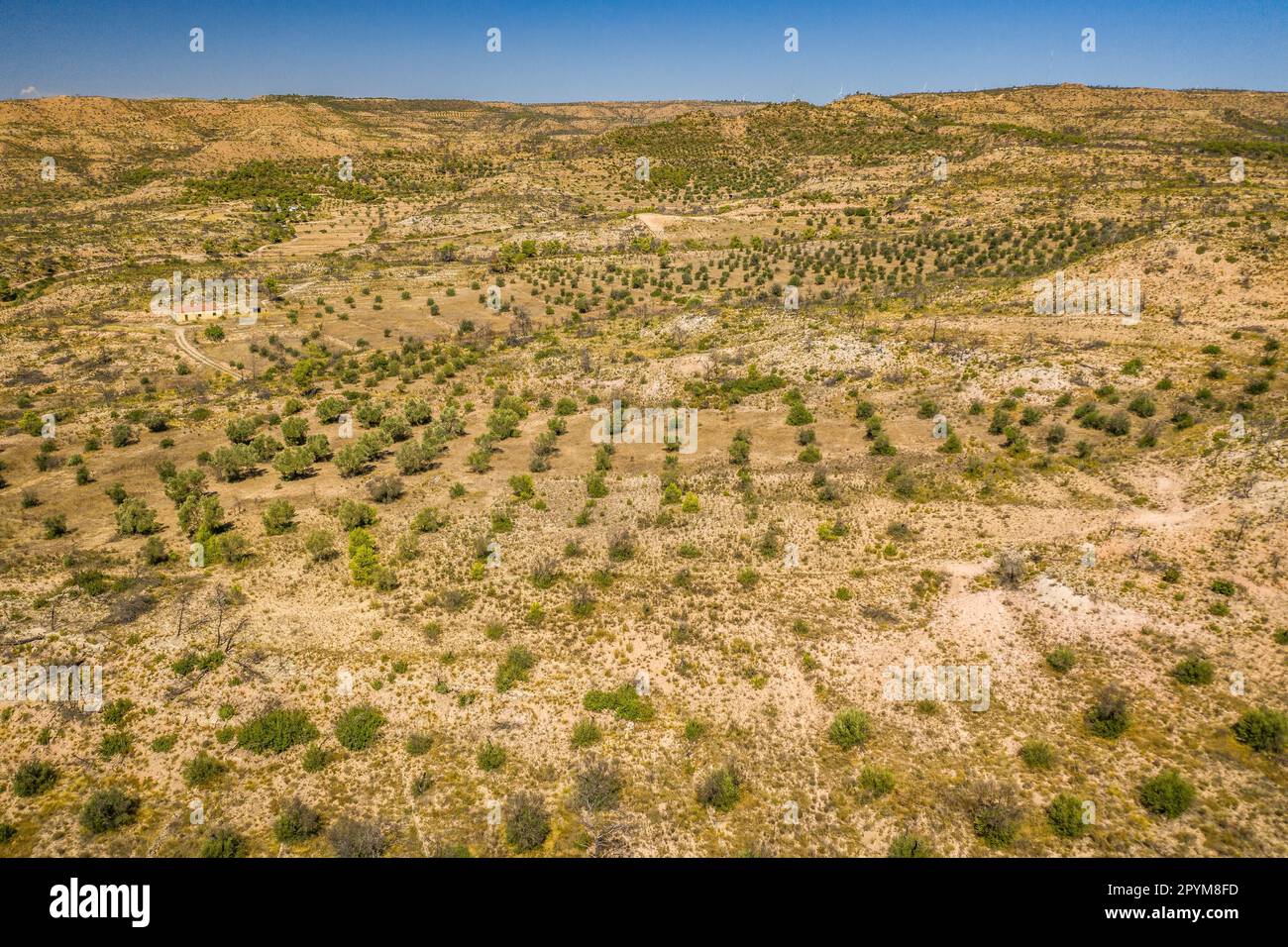 Natural olive tree view hi-res stock photography and images - Alamy