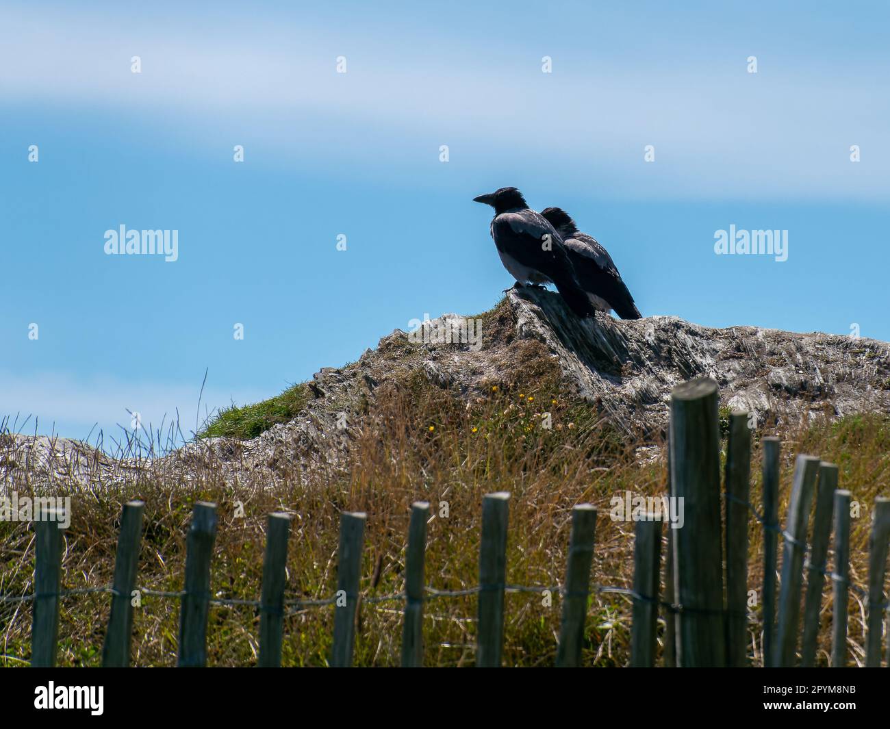 Two large crows are sitting on a stone on a sunny day. Two black birds ...